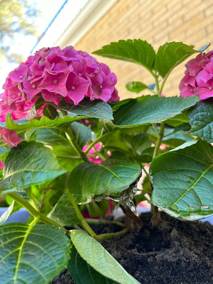 20 EXOTIC RARE HYDRANGEA SEEDS for garden flower beds plant bush USA ...