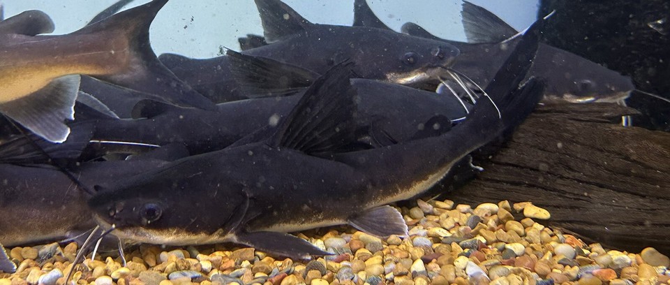Papuan Catfish 6-7”+ -Live Tropical Freshwater Aquarium Fish | eBay
