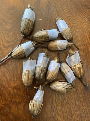 Seed Pods TULIP POPLAR TREE Yellow Flower Liriodendron Tulipifera ...