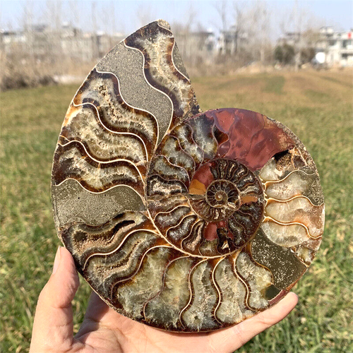 680g Unique Natural Ammonite Disc Fossil Conch Specimen Reiki Healing ...