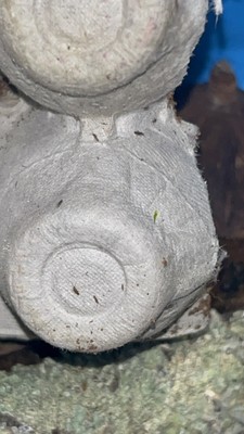 50+ WOODRUNNER Springtail ARID Read Description Please | eBay