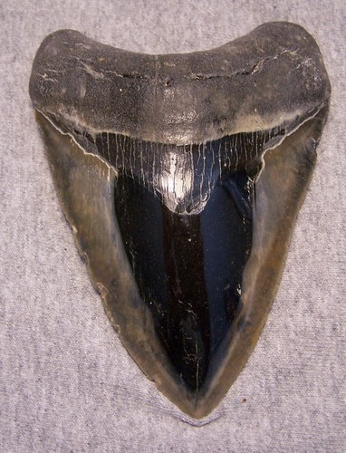 MEGALODON SHARK TOOTH SHARKS TEETH FOSSIL STUNNING COLOR 5 1/8" DIAMOND ...