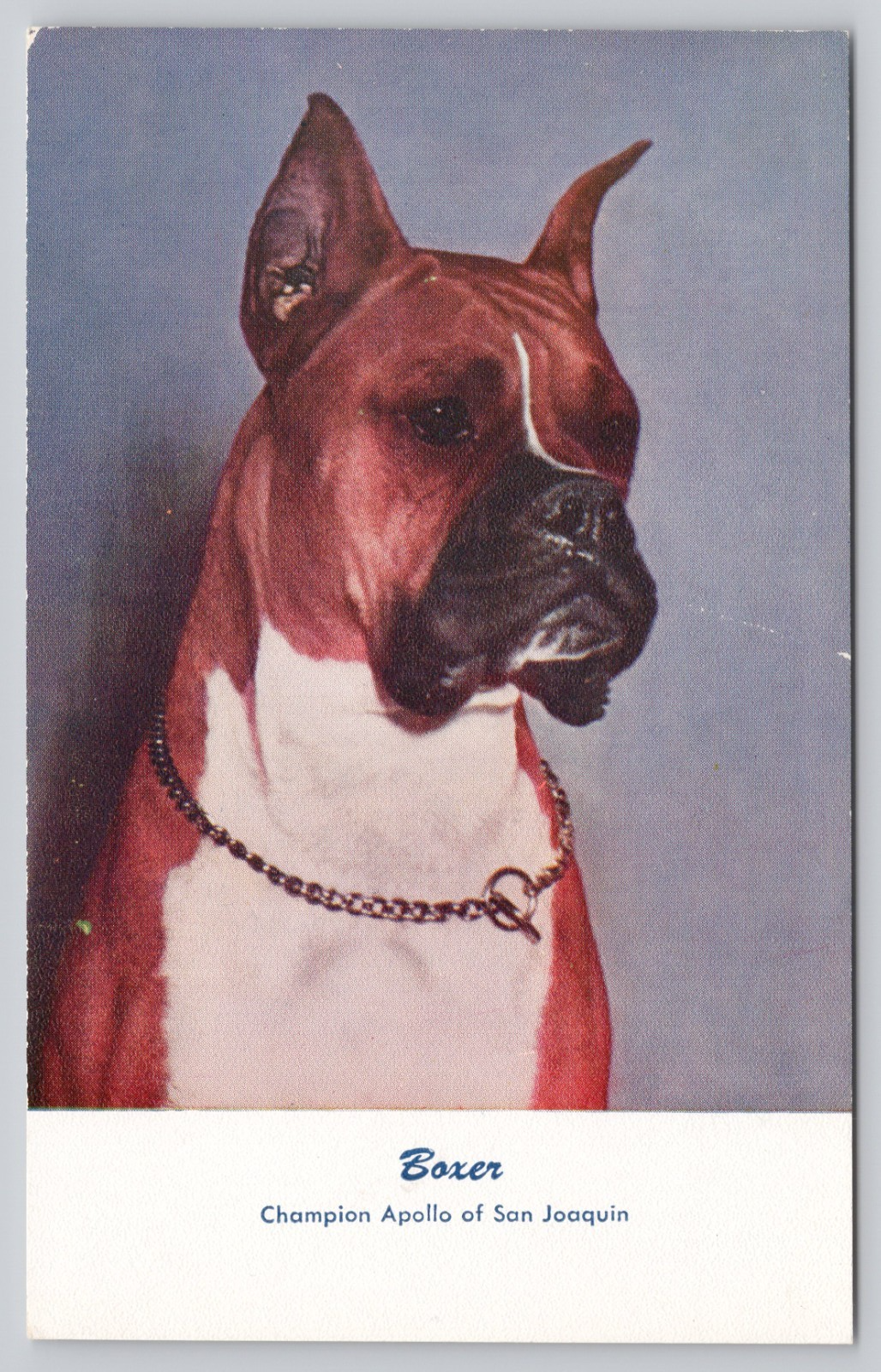 Boxer Dog Champion Apollo Of San Joaquin Chrome Postcard Unposted | eBay
