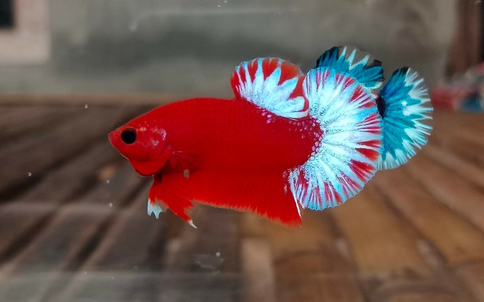 super quality hellboy red/blue star tail MALE OR FEMALE/BREEDING PAIR ...