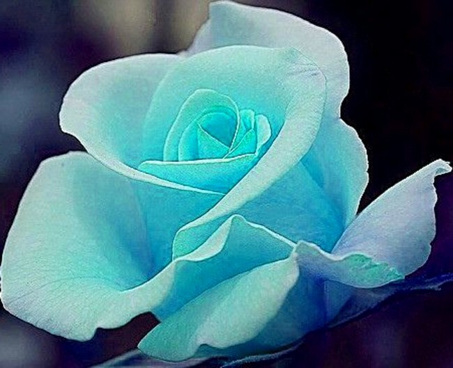 Blue Rose Bush