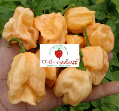 Trinidad Moruga Scorpion Peach Chilli Sustainably Grown in Australia 10 ...