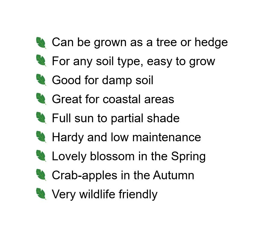 Crabapple 2-3ft tall native bare root tree saplings whips hedging ...