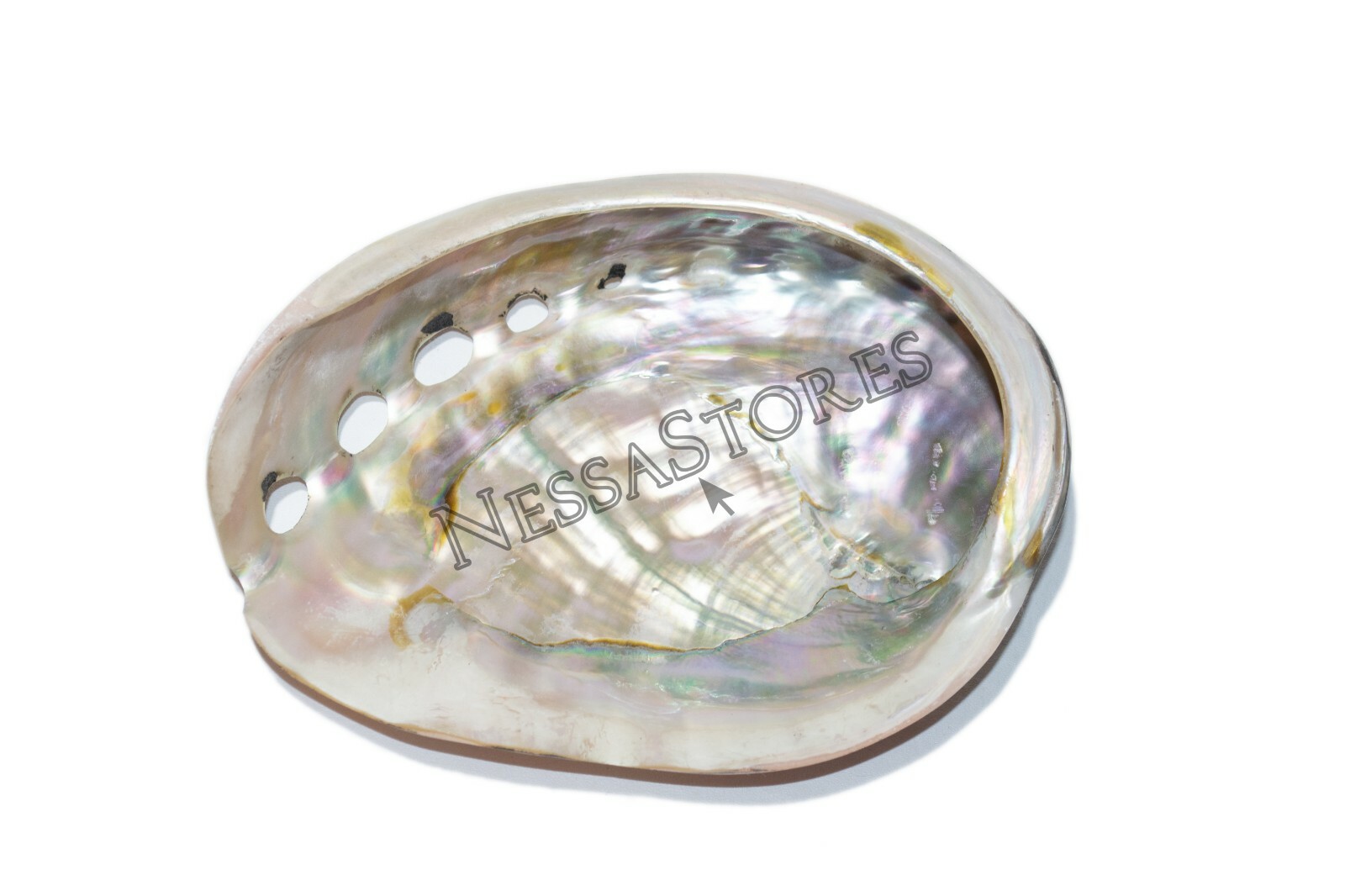 Red Abalone Sea Shell Both Side Polished Beach Craft 5" - 6" ( 1 pc) # ...