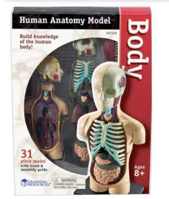 Human Body Learning Resources Educational Anatomy 31-Piece Model Set ...