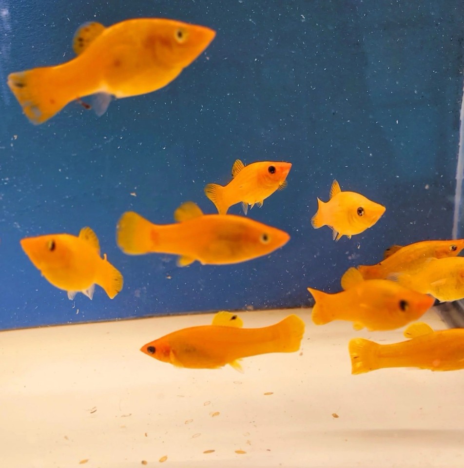 1 Pair Mollies Gold Fish Live / Arrival Guaranteed Molly tropical Fish ...