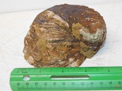 Prehistoric Fossil Large 1.60 lb “Devil’s Toenail” Oyster - Exogyra ...