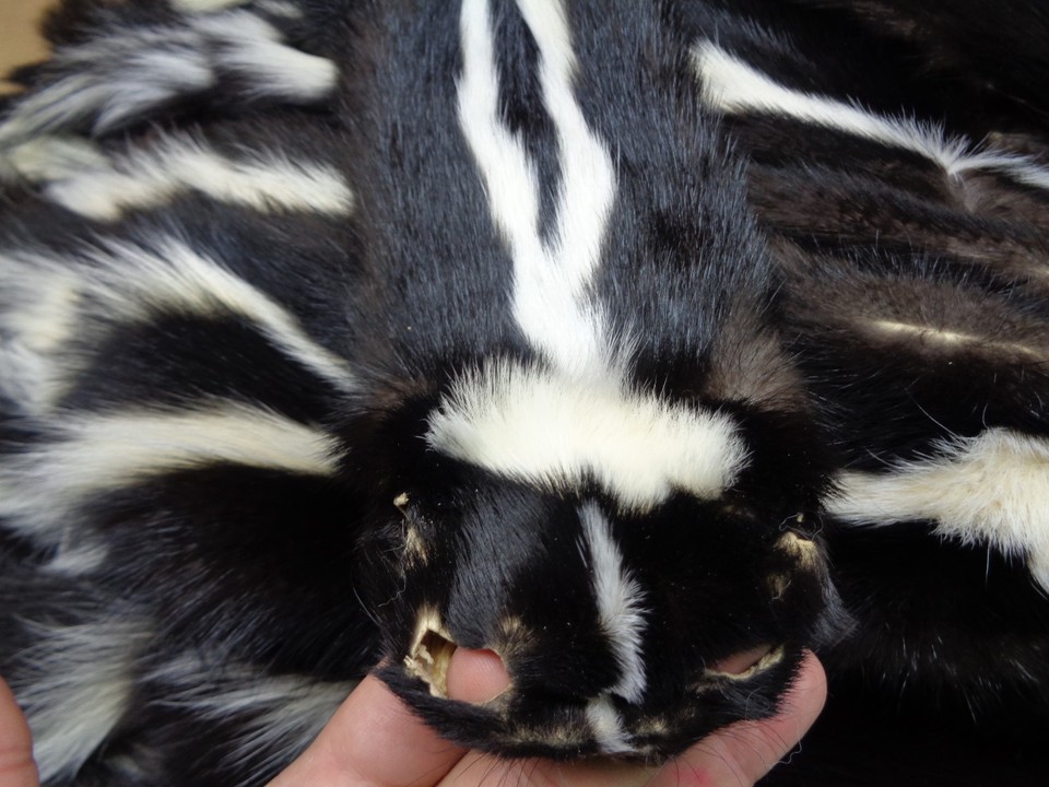 Professionally Prime #1 Tanned striped skunk hide/fur/gag gift/Prank | eBay