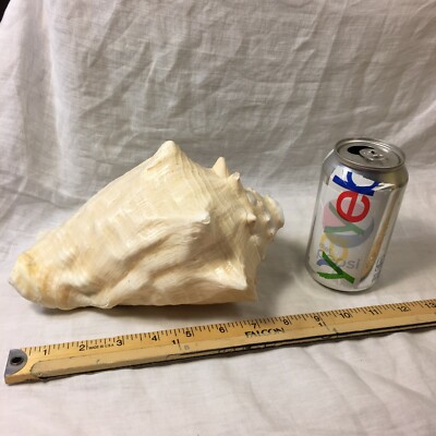 Large Shell Horn Conch Seashell Horn Decor Blowing Trumpet 8.5" x 7" x ...