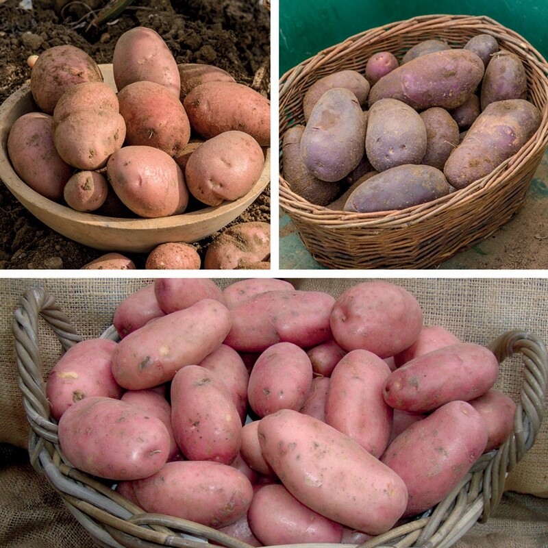 Seed Potatoes 70+ Varieties - Scottish Basic Seed Potatoes X20 Tubers ...