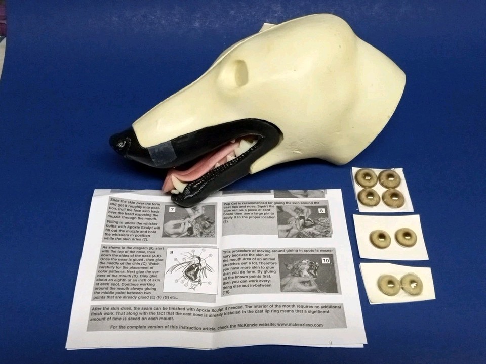 Taxidermy Supplies-Coyote Change-Out Head W/ Cast Lip, Nose System W ...