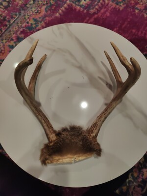Deer Antlers Real Taxidermy Weird Science Horns Rack Wall Art Bizarre ...