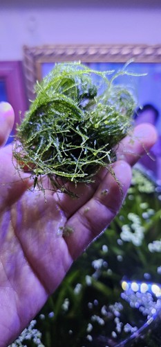 Java Moss - Golf Ball SIZE Aquatic | eBay