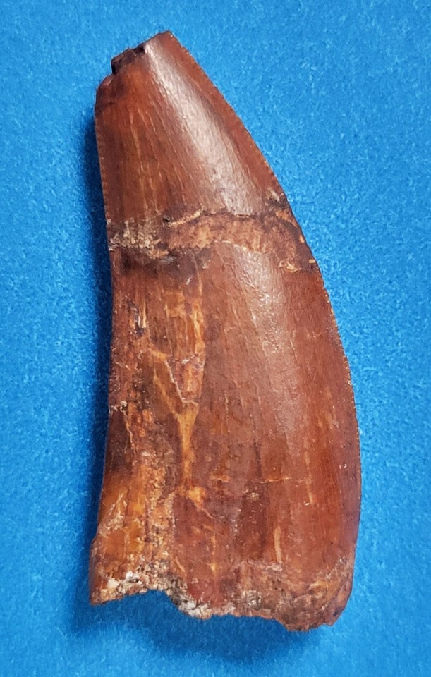 Cretaceous Morocco Raptor, Deltadromaeosaur, Tooth, 1 1/4", No Return ...