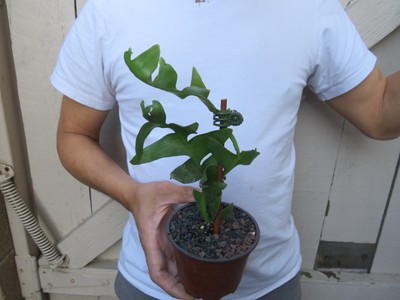 Shark Tooth Cactus Epiphyllum chrysocardium Succulent | eBay