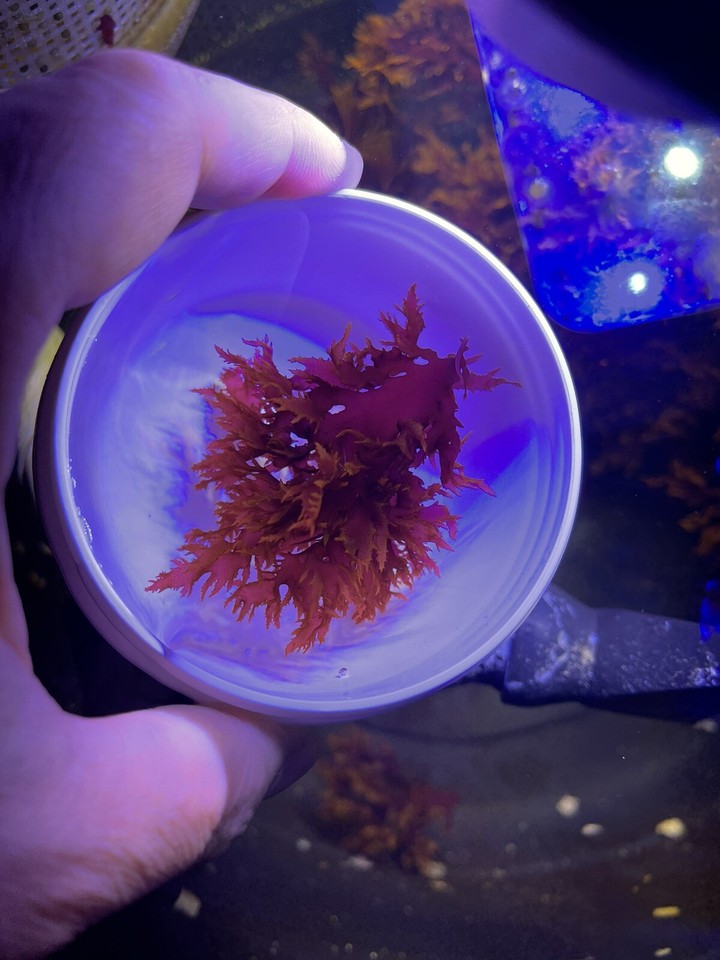 Reef Refugium live Red Dragons Breath Macro Algae Food coral Acropora ...