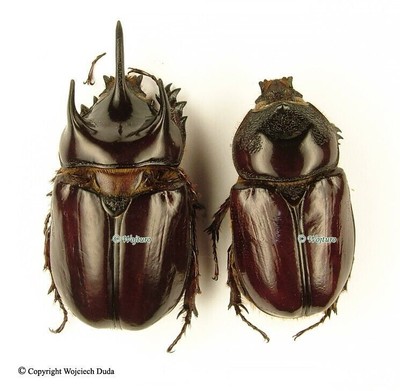 Strategus jugurtha, pair, 38mm A-, 30mm, nice | eBay