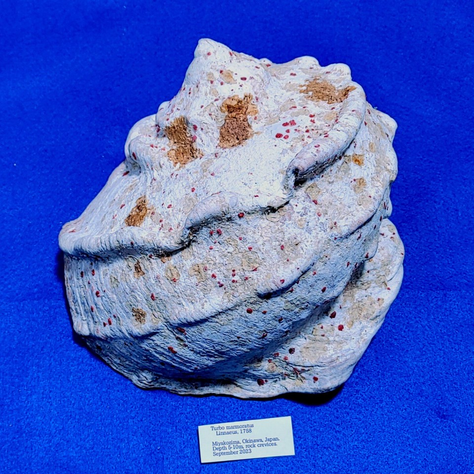 Turbo marmoratus 189mm Big Size Natural Turban Shell Sea shells | eBay