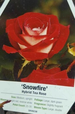 Snowfire Hybrid Tea Rose 3 gal Red White Bush Plants Shrub Plant Fine ...