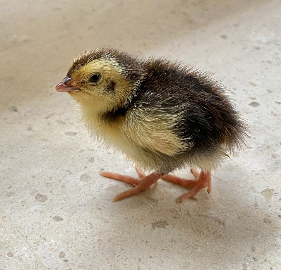 36 - Celadon (100% True Blue) & Jumbo Pearl Fee Coturnix Quail Hatching ...