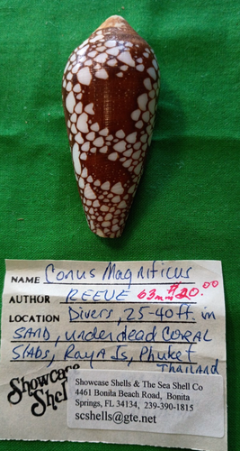 Conus magnificus #M0466 Thailand 63mm | eBay