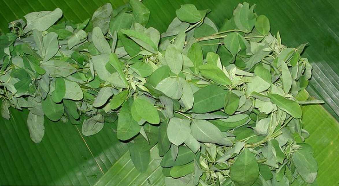 Free Shipping 30+ Seeds CHIPILIN Very RARE Central America El Salvador ...