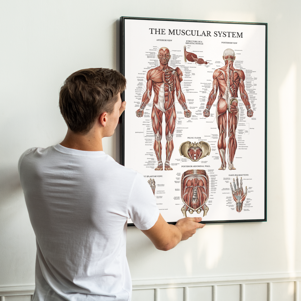 Muscular System Human Muscle Anatomy Chart Body Educational Poster A4 ...