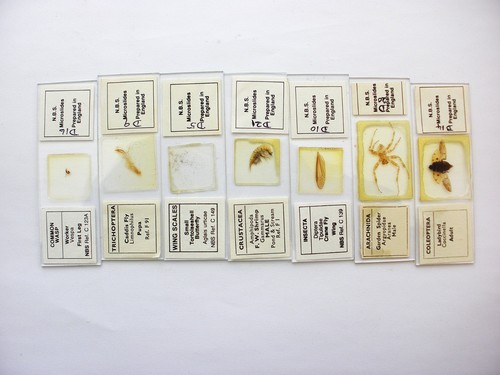 7 Vintage Microscope Slides. Complete Insects and Parts by N.B.S. | eBay