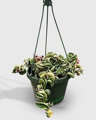 Variegated Hoya Hindu Rope - Live Plant Easy Care, Low Maintenance for ...
