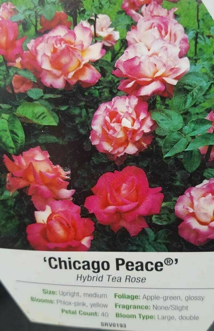 Chicago Peace Rose 1 Gal Pink Yellow Live Bush Plants Hybrid Tea Plant ...