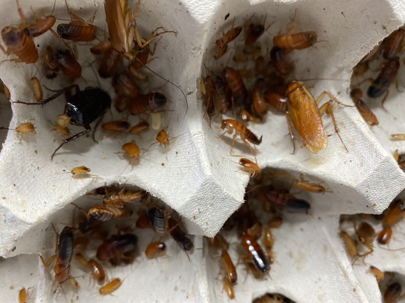 100+ Turkestan Red Runner 'Blatta Lateralis' Roaches - (3/4") Live ...