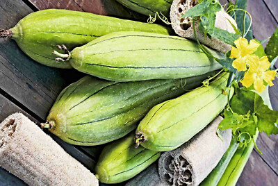 Luffa Schwamm Samen, Schwamm Gurke, Naturschwamm | eBay.de