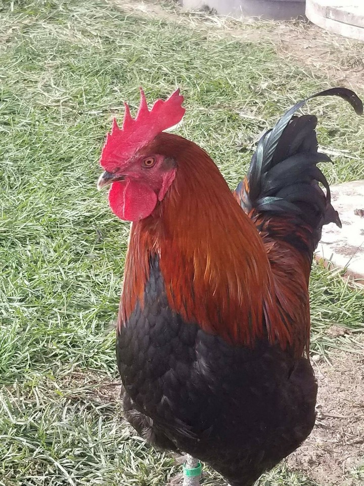 6 Fresh & Fertile Chicken Hatching Eggs - Assorted Barnyard mix *RARE ...