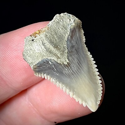 Indonesian Hemipristis serra/Snaggle Tooth Shark Tooth 1.10" Real ...