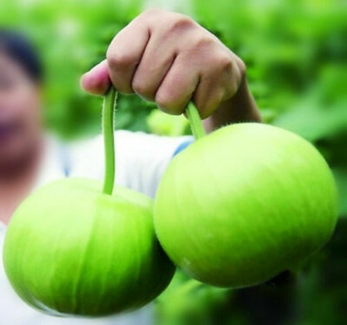 🌼 Bangladeshi Vegetable Hybrid Round Bottle Gourd Gul Dudhi Kodu Kodhu ...
