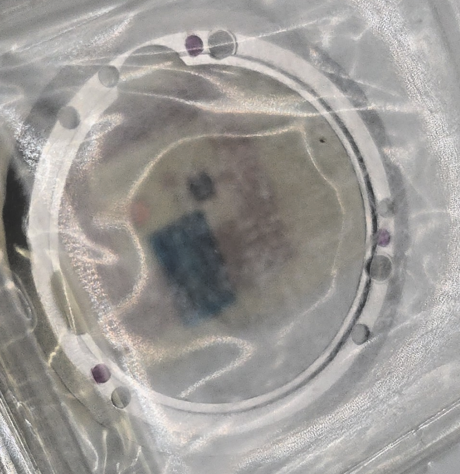 Rolex 1565 7963 supporto della data original in blister 1600 1601 1602 ...