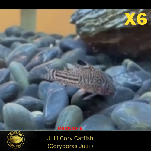 6x Julii Cory - Corydoras Julii Catfish - Live Fish (.75" - 1") | eBay