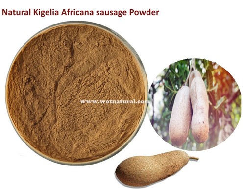 Kigelia Africana Djanta/Pandoro /Mvunguti/ Kigeria Pinnata/African ...