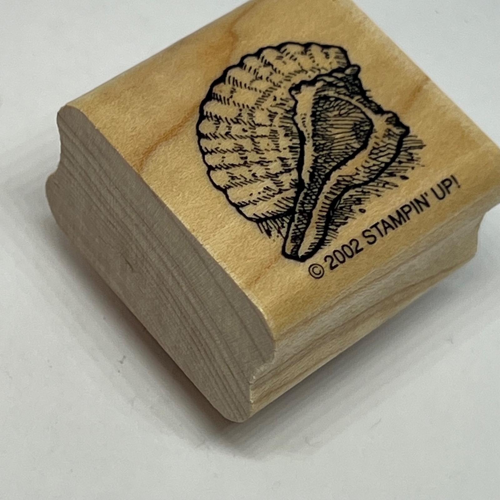 CONCH SEA SHELL Spiral Beach Ocean Calm Seas Stampin' Up! 2002 Wood ...