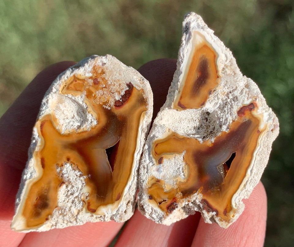 AGATIZED CORAL FOSSIL Chalcedony Fossilized Mineral Reef Ocean Specimen ...