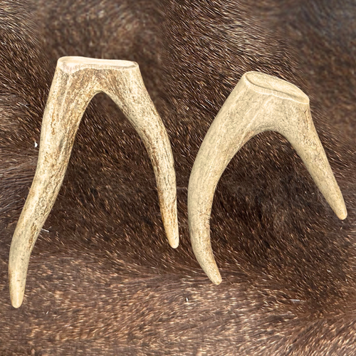10 Pack - Forked Deer Antler Crafting Tips (Choose Size) Grade A ...