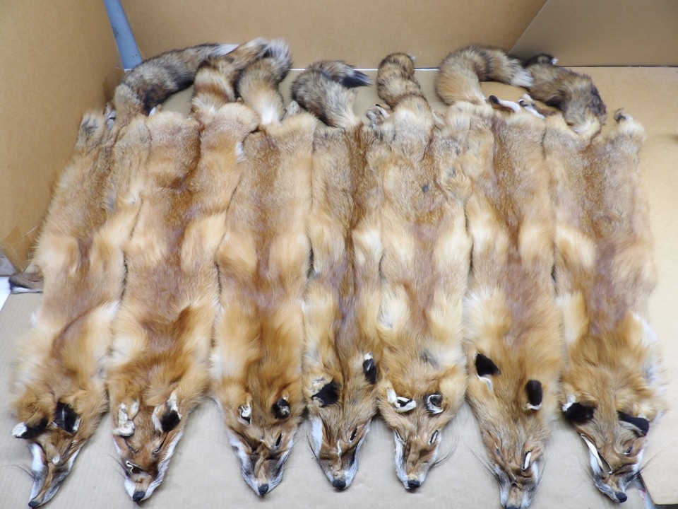 Tanned Red Fox Hides/Furs/Trapping/Taxidermy/Crafts/Freshly tanned/USA ...