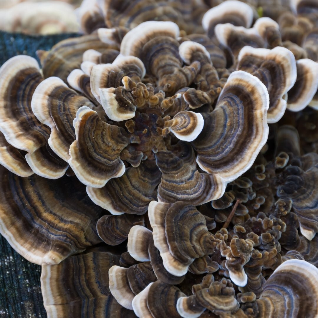 100% AUSTRALIAN ORGANIC & RAW : DRIED TURKEY TAIL MUSHROOMS 150g | eBay