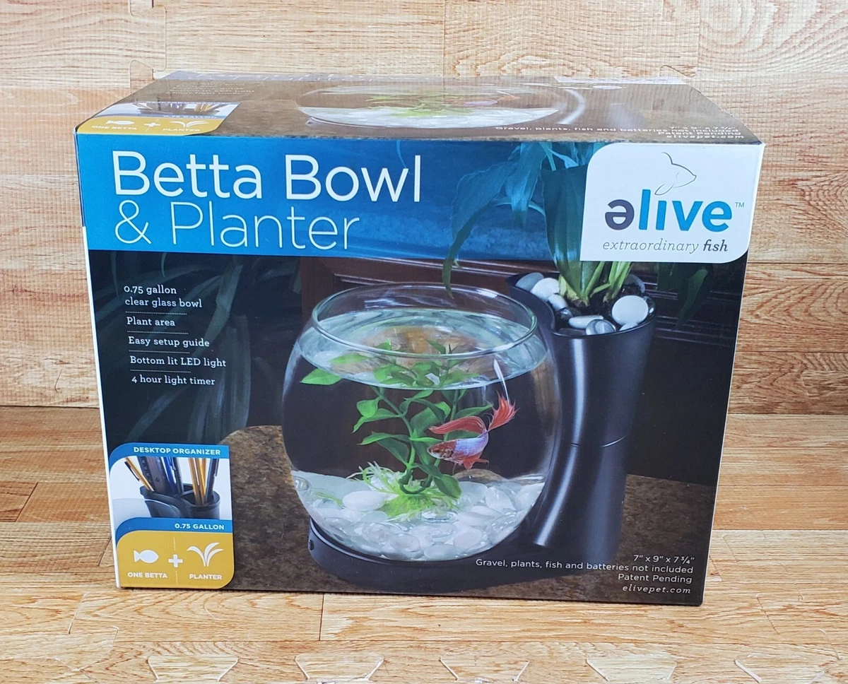 Betta Fish Bowl Setup