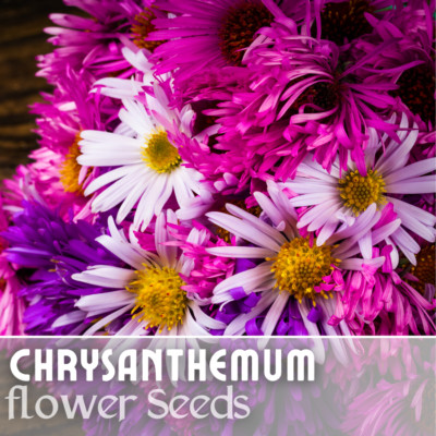 Easter Mix Mum Chrysanthemum Seeds 200+ Seeds Mum Flower, Flower Seeds ...