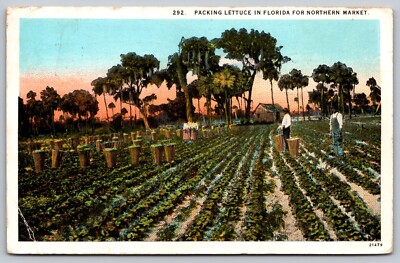 Postcard Farm Workers in Field Harvesting Lettuce in Florida c1920s | eBay